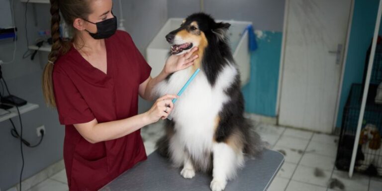 How to Groom a Dog {Step by Step Guide}