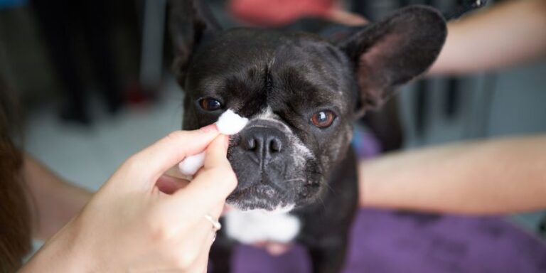 Maintaining Bulldog Health: How to Clean Bulldog Wrinkles Properly