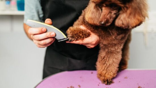 How to Remove Brown Stains from White Dog Fur: Effective and Safe Methods