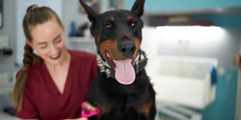 Doberman Pinscher Grooming (Step-by-Step Guide)