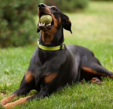 How to Groom a Dog {Step by Step Guide}