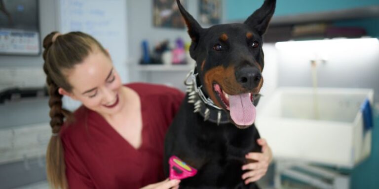 Doberman Skin Issues: Common Skin Issues and Solutions