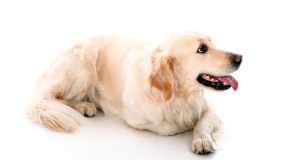 Doberman Pinscher Grooming (Step-by-Step Guide)