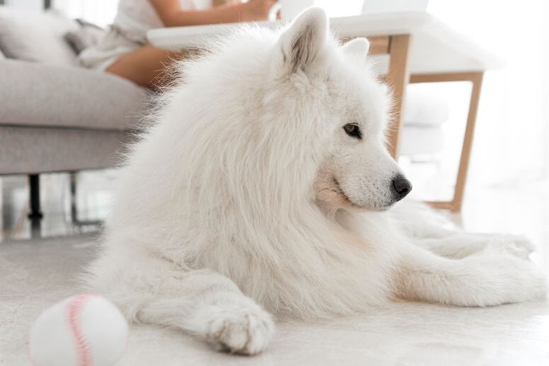 Samoyed Grooming: Step-by-Step Guide and Tips - Groom House