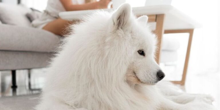 Samoyed Grooming Guide: Tips and Techniques for a Flawless Coat
