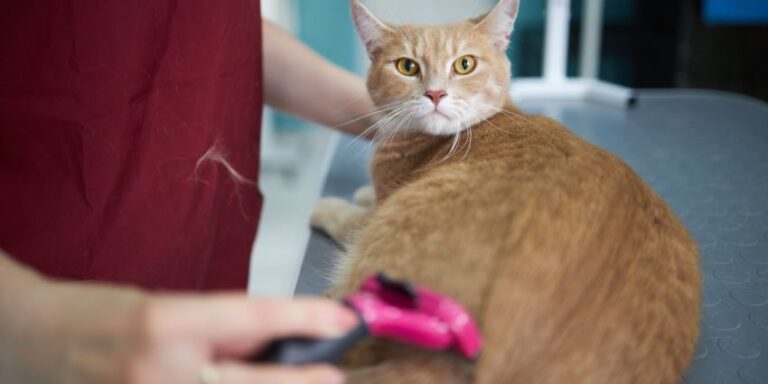 How To Treat Dry Skin On Cats And Prevent Flare Ups