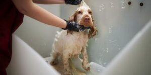 How to Remove Brown Stains from White Dog Fur: Effective and Safe Methods
