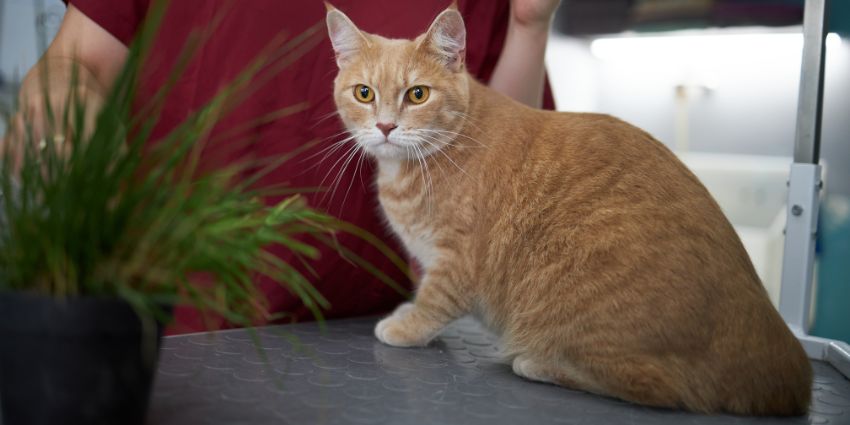 Cat Anxiety Symptoms: Recognize and Manage Stress in Your Cat