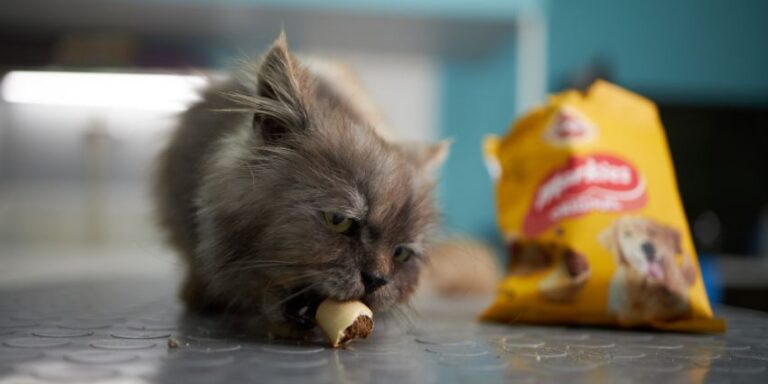 Understanding Feline Appetites: Why Is My Cat Eating Dog Food?