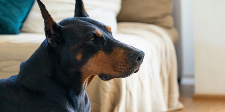 Doberman Pinscher Grooming (Step-by-Step Guide)