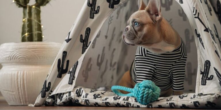 DIY Dog Toys to Keep Your Pet Busy: Fun and Easy Projects