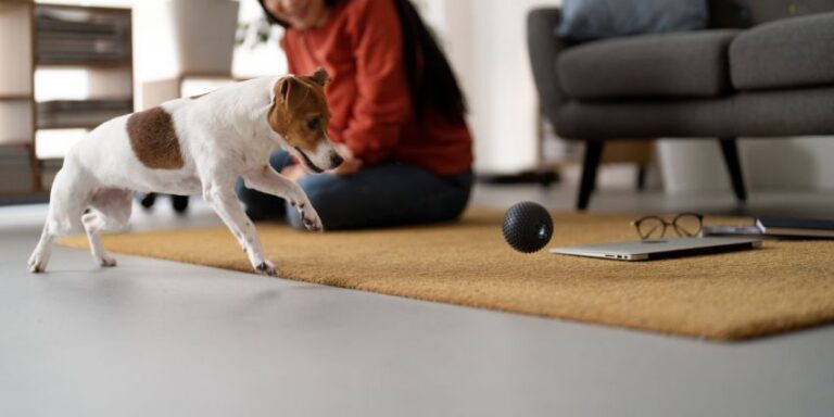 How to Train a Dog at Home: A Step-by-Step Guide