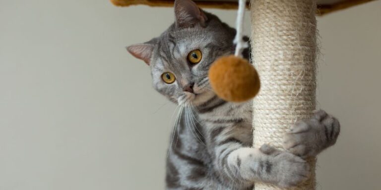 Top Tricks to Teach Your Cat - Fun & Easy Training Guide