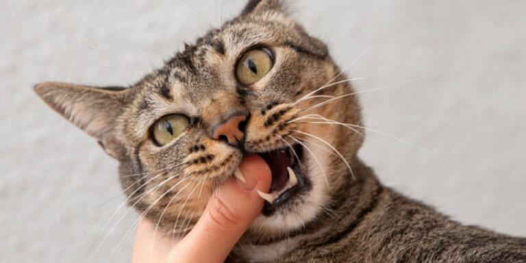 Understanding Cat Tooth Loss: Causes, Prevention, and Care
