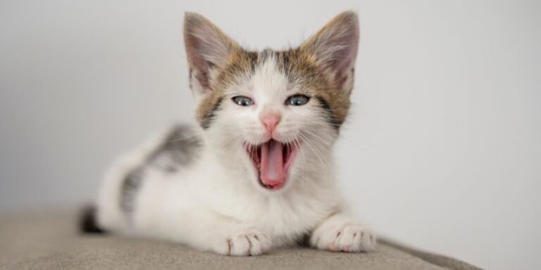 What Do Cats Sounds Mean: Decoding Cats Vocalizations