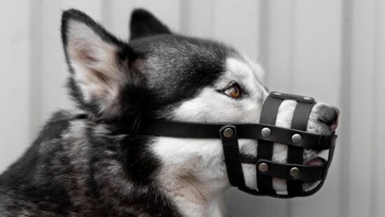 Doberman Skin Issues: Common Skin Issues and Solutions