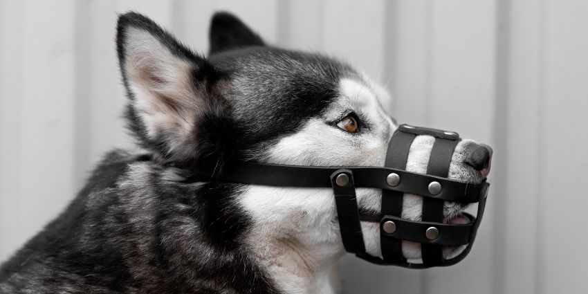 Fear Aggression in Dogs: Causes, Signs, and Management Tips