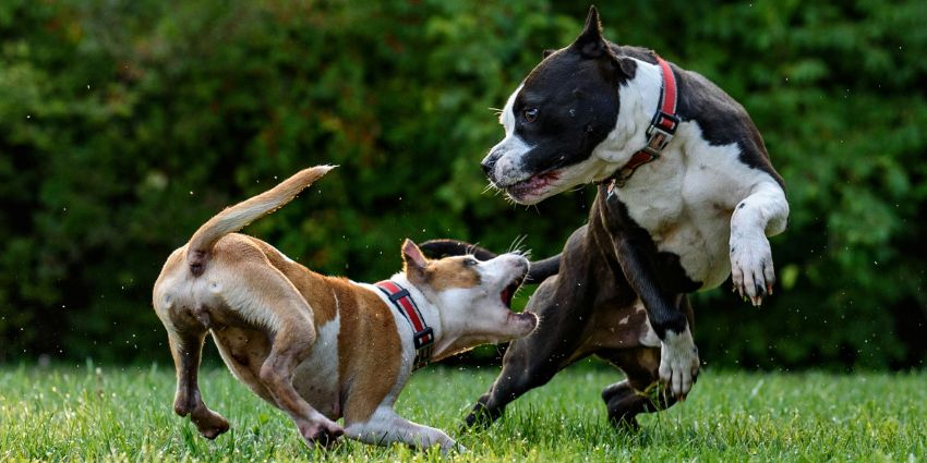 Dog Behavior Problems and Solutions: Tips for a Well-Behaved Dog