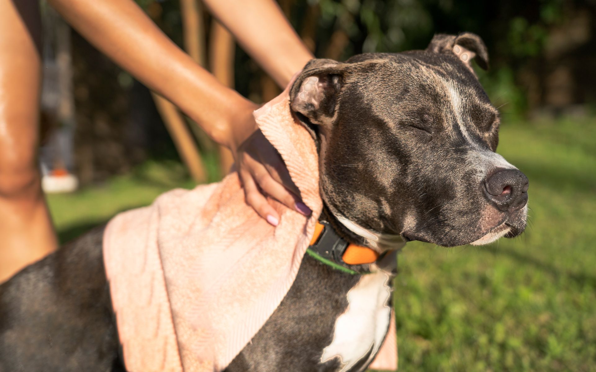 How to Moisturize Your Dog's Skin: Effective Remedies for Dryness