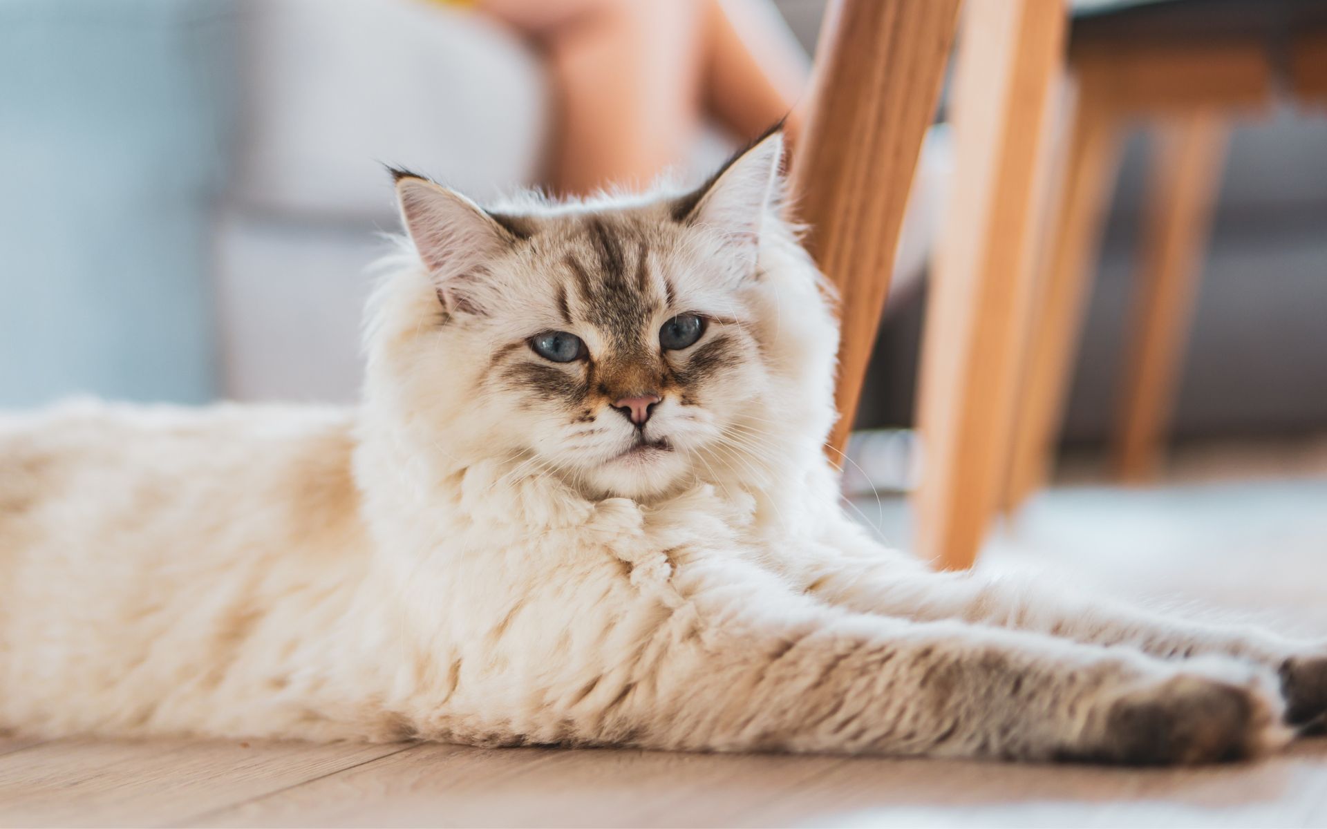 Top 10 Long-Haired Cat Breeds: Characteristics and Care Tips