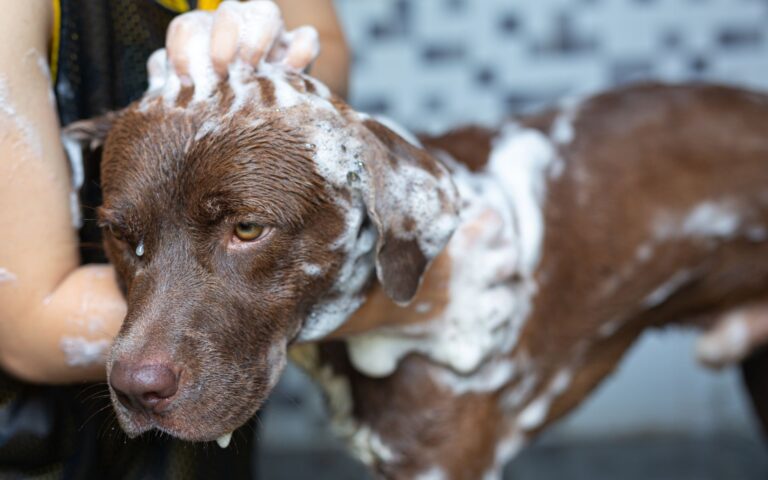 Mange in Dogs: Symptoms, Treatment, and Prevention Guide