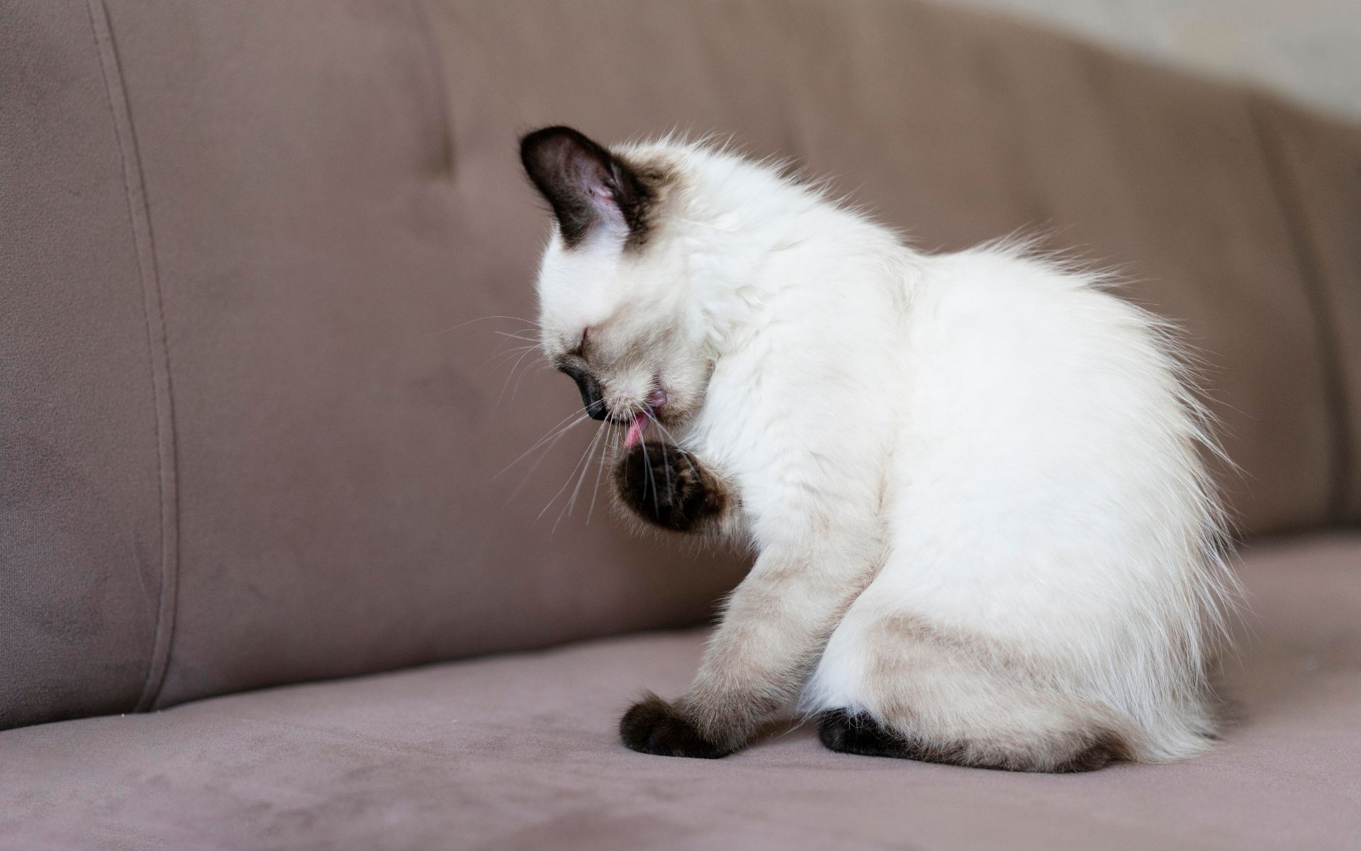 Cat Hairballs: Causes, Symptoms, and Prevention Tips